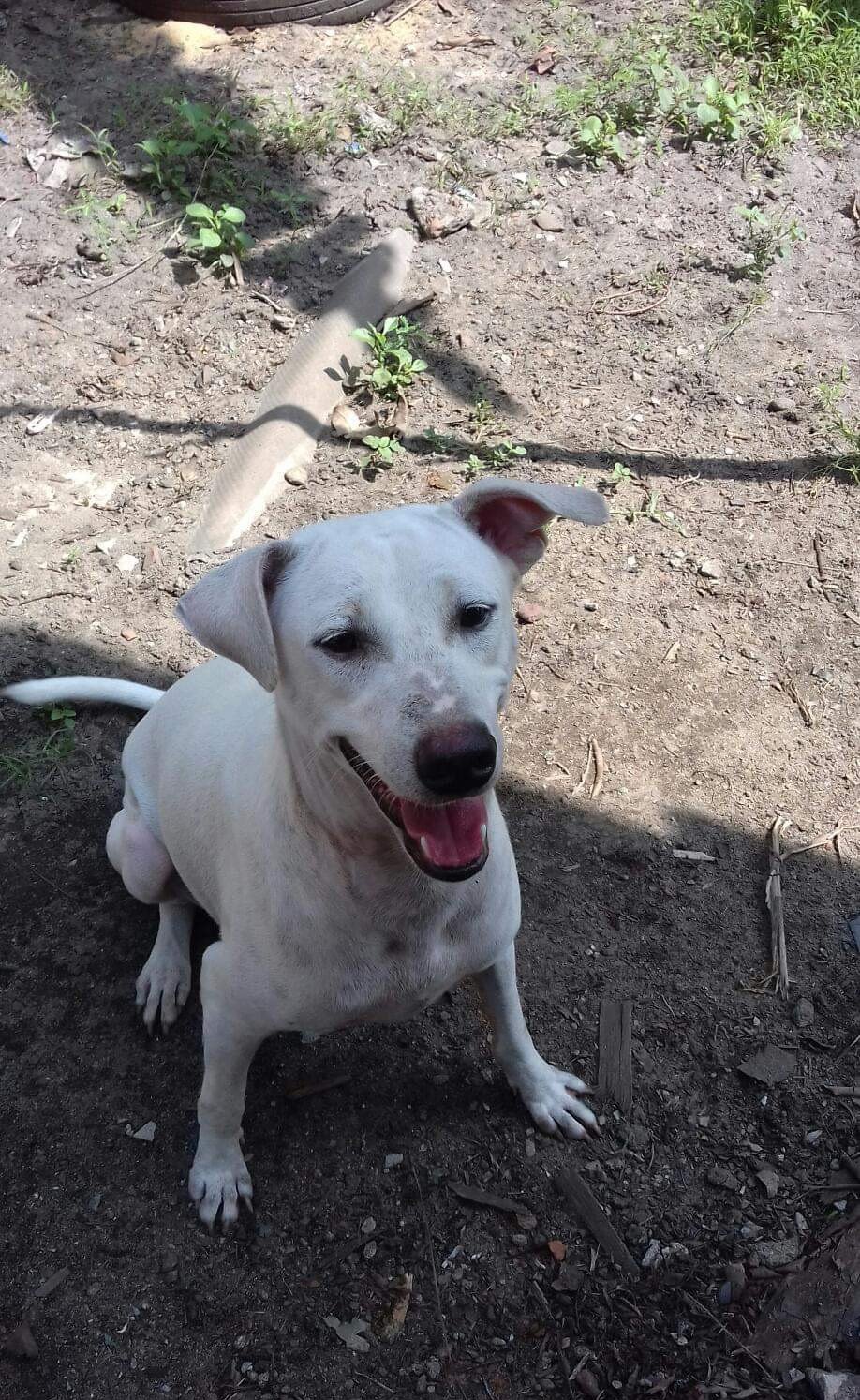 Sudda - Saving Sri Lanka Strays